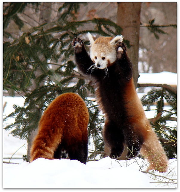 Red Panda Pounce - 9GAG