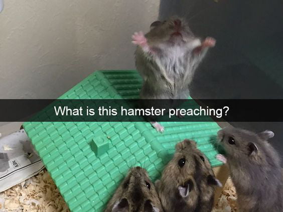 Hamster the preacher!! - 9GAG