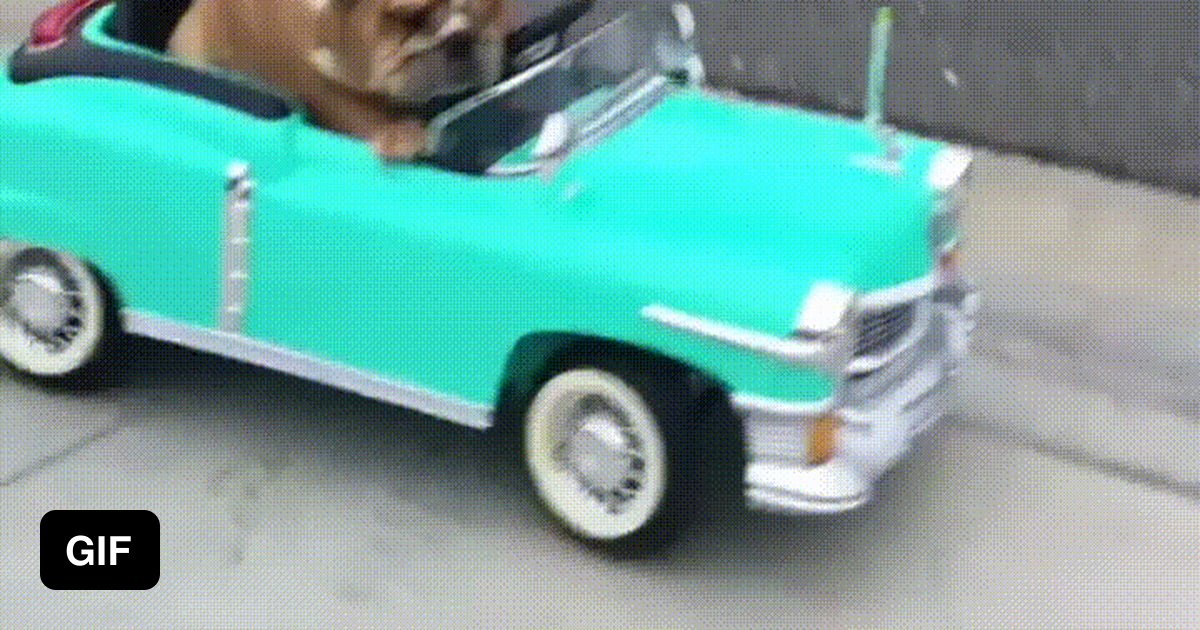 Beep beep, dog coming through! - 9GAG