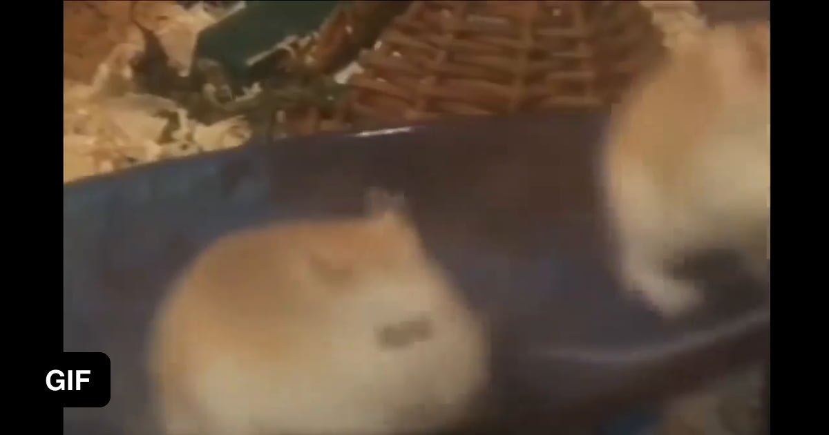 Hamster spin - 9GAG
