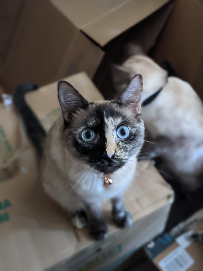 Moving = boxes = curious cats - 9GAG