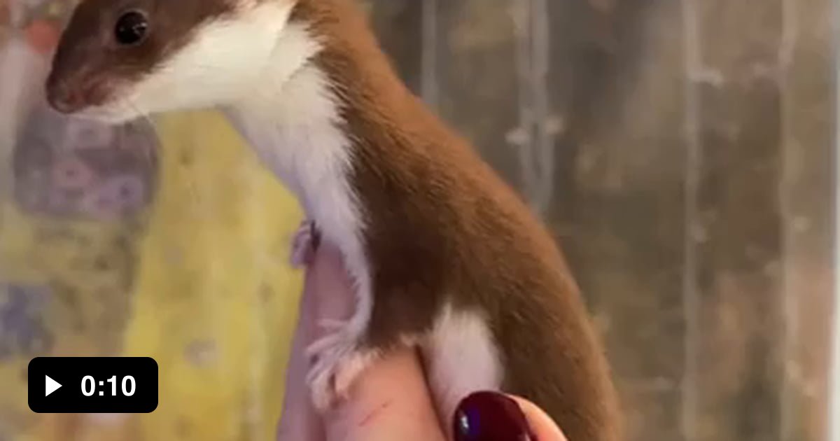 The sounds produced by a little stoat - 9GAG