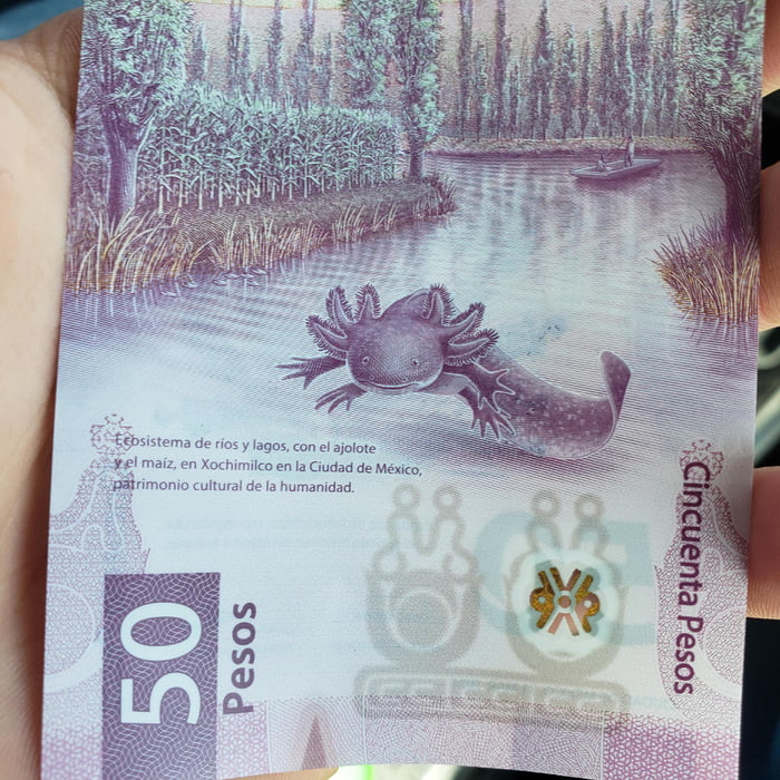 New 50 peso bill has axolotl - 9GAG
