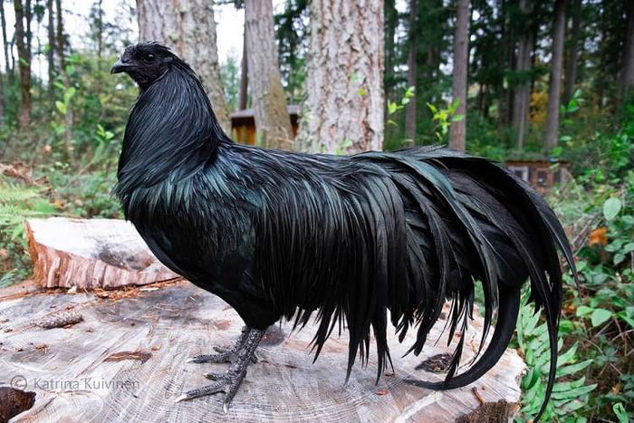 Black Sumatra bantam - quite a handsome breed of chicken - 9GAG