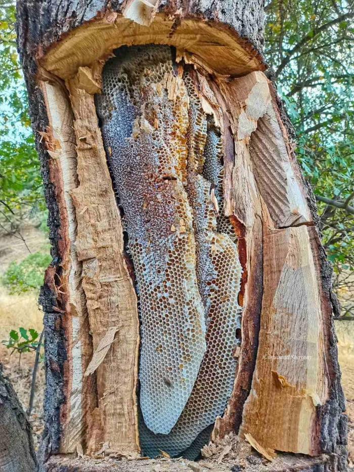 A man who was cutting a tree finds 15 kilograms of honey inside it in ...