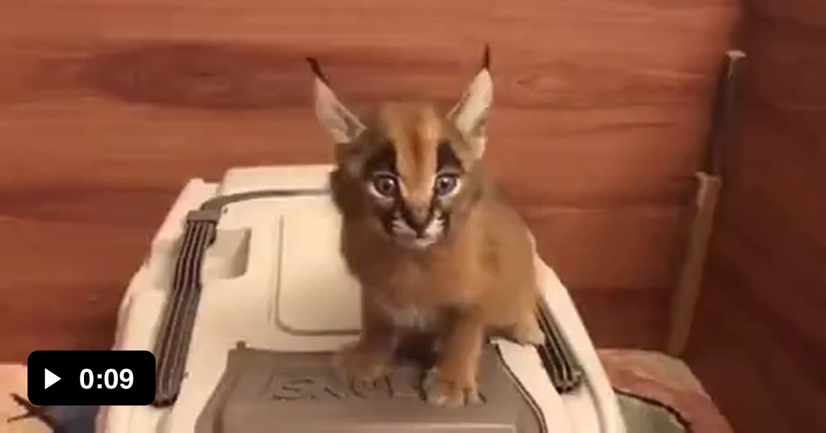 Why do kids screech? - 9GAG