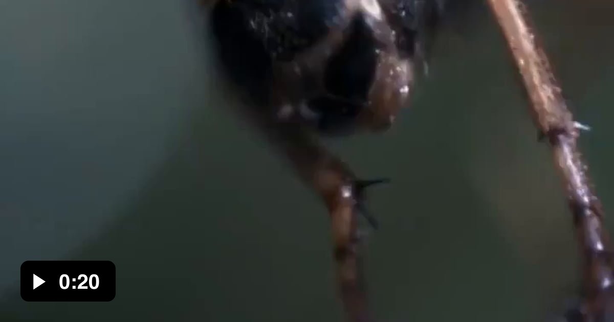 When threatened bombardier beetles shoot their foe with a jet of ...