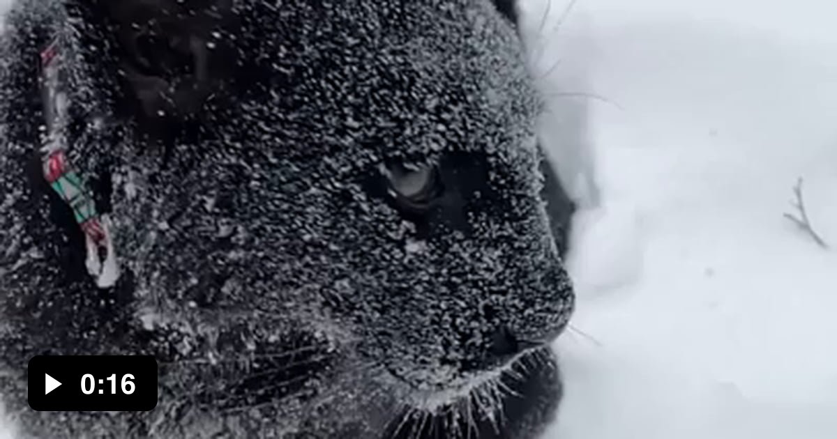 Black Snow Panther?? - 9GAG