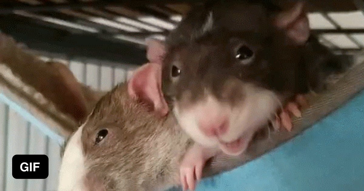 Can any one read rat lips - 9GAG