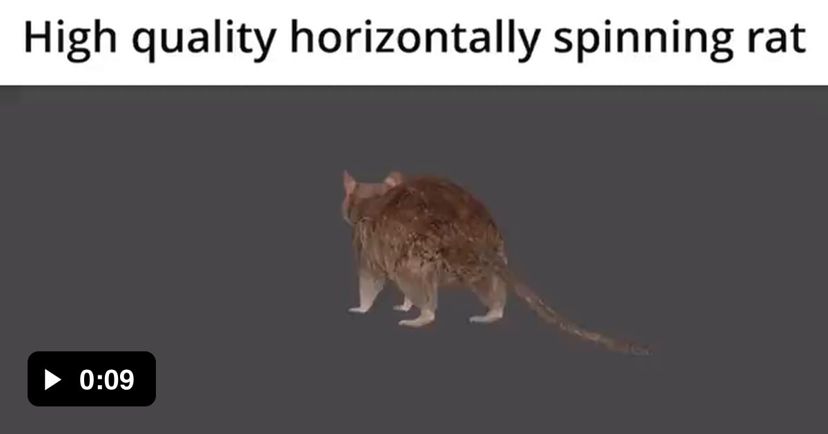 High Quality Horizontally Spinning Rat - 9GAG