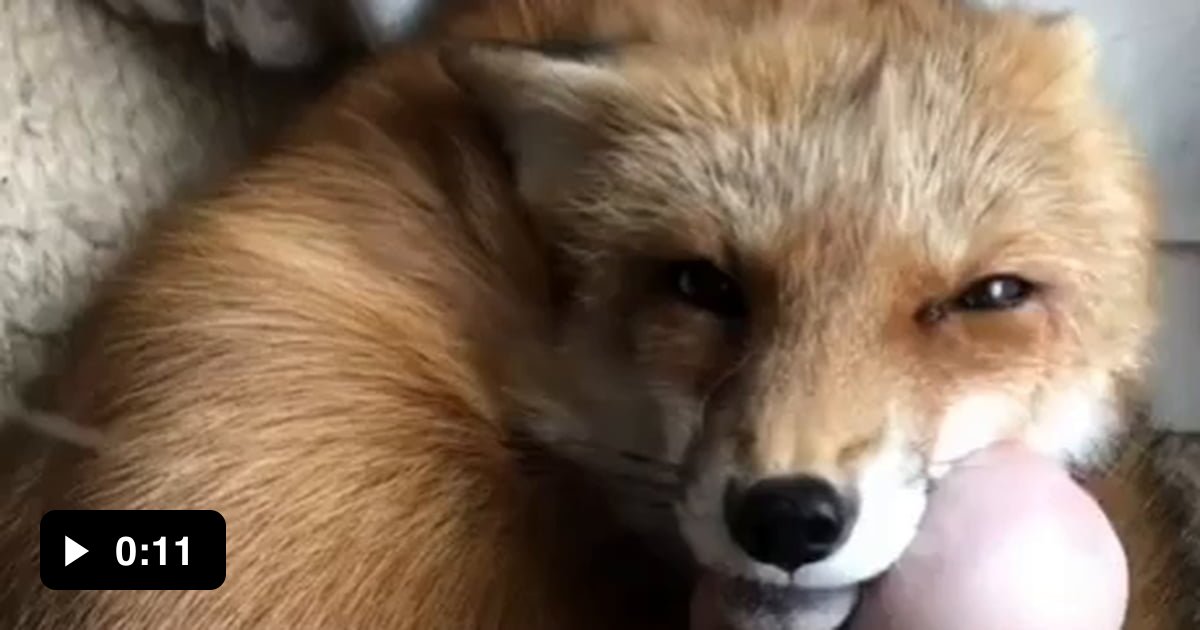Cozy fox enjoying affection - 9GAG