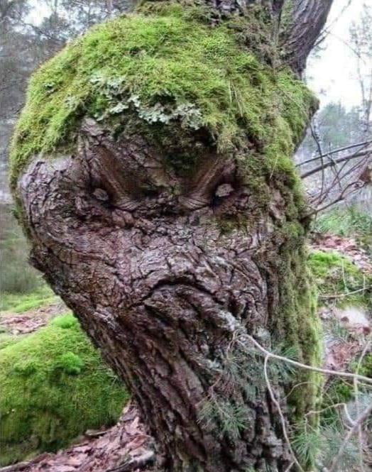 This tree seems sus - 9GAG