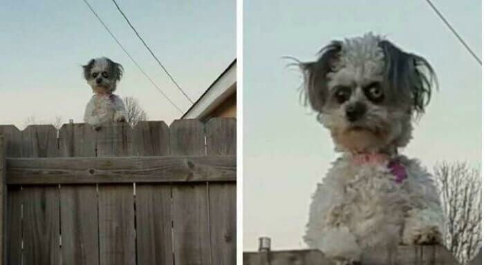 A rare photo of Johnny Depp portraying as a Dog. - 9GAG