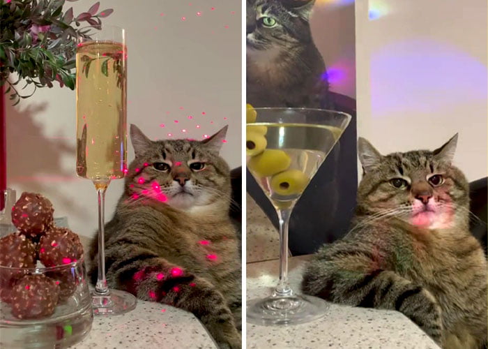 Funk Cat the reason of 1000 partyes - 9GAG