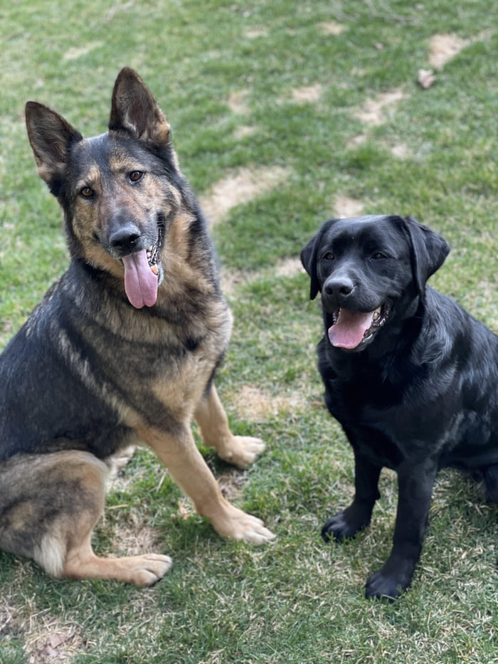 K9 Kitt & K9 Pearl - 9GAG