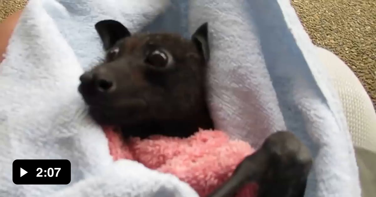 Rescued Bat enjoy banana - 9GAG