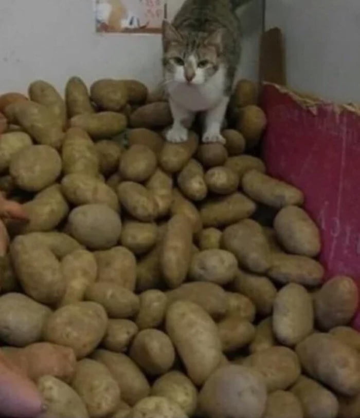 Potato Cat, holder of the potatoes - 9GAG