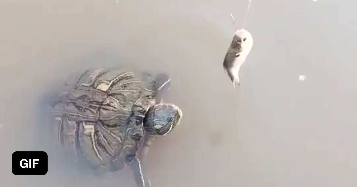 There’s always a bigger fish - 9GAG