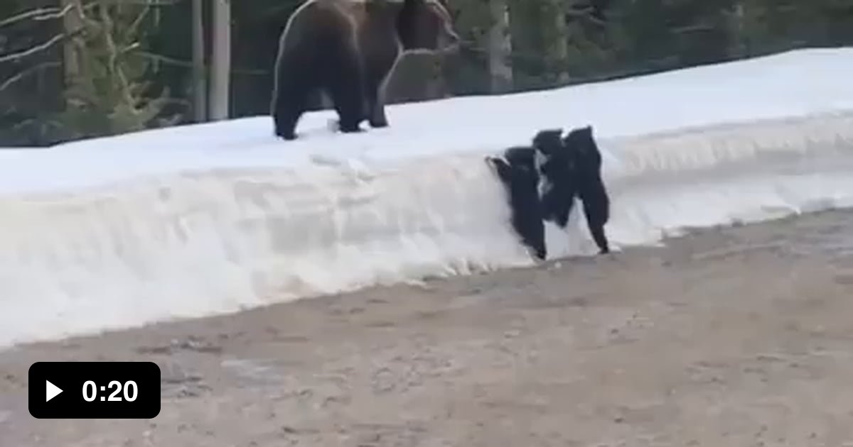 Bears - 9GAG