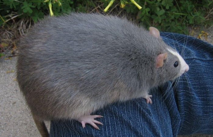 A chonky rat :3 - 9GAG