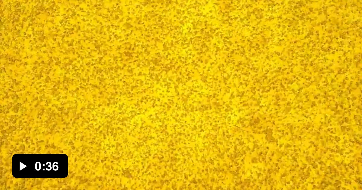 When there's no food, these clones of single-celled amoeba, aggregate ...