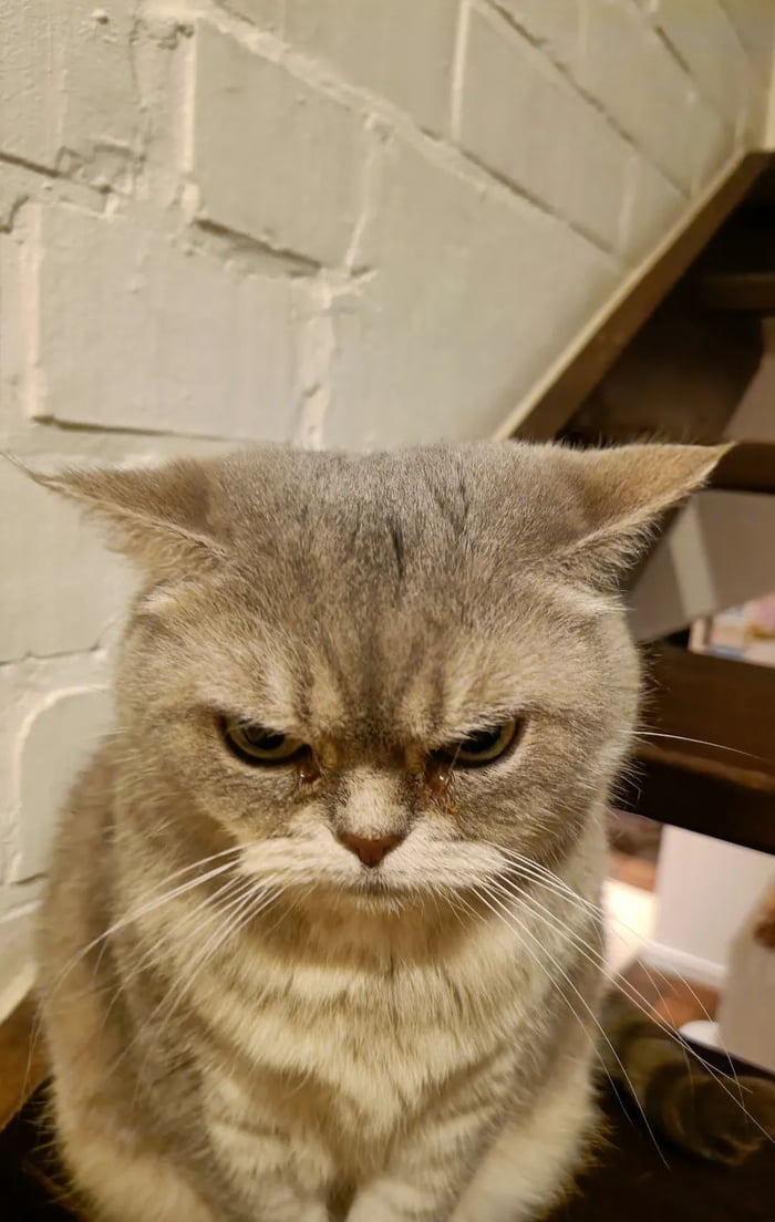 This is not a happy cat. - 9GAG