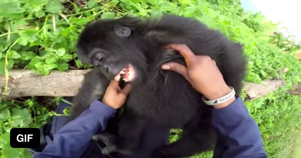 Here's a gif of a baby gorilla being tickled - 9GAG