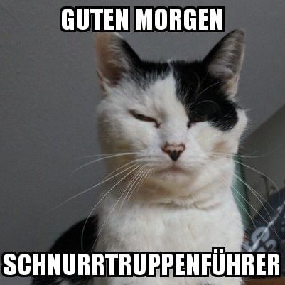 Waking up with a German Cat be like... - 9GAG