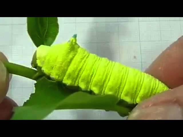 Caterpillar Scream - 9GAG