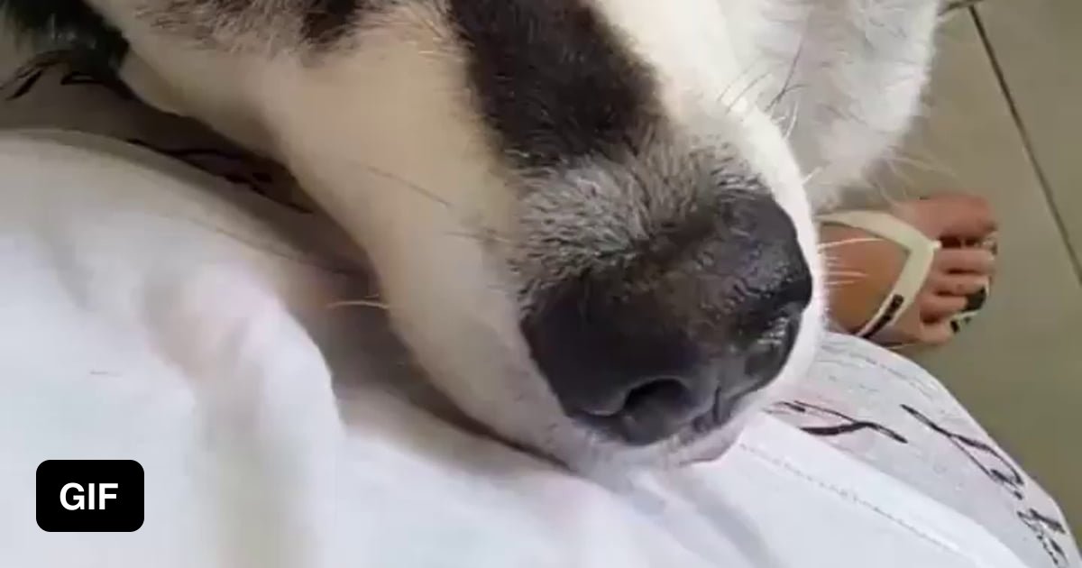 Alaskan Wolf Pupper - 9GAG