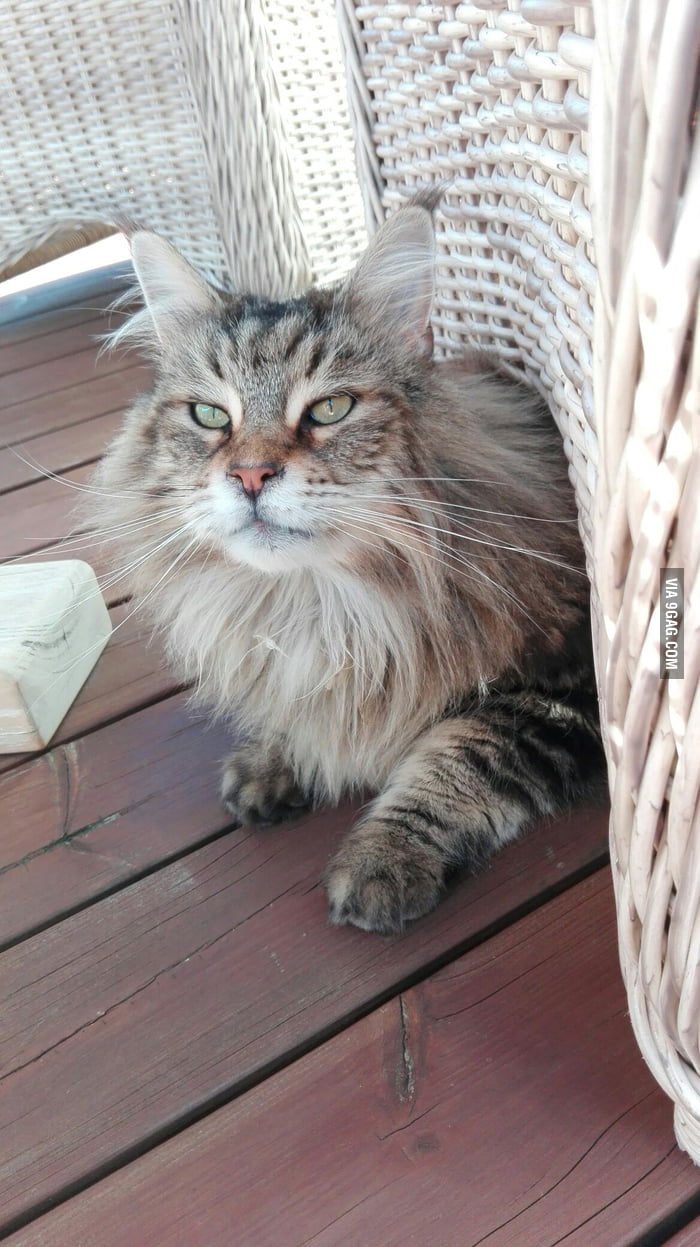 So this is my little cat - 9GAG