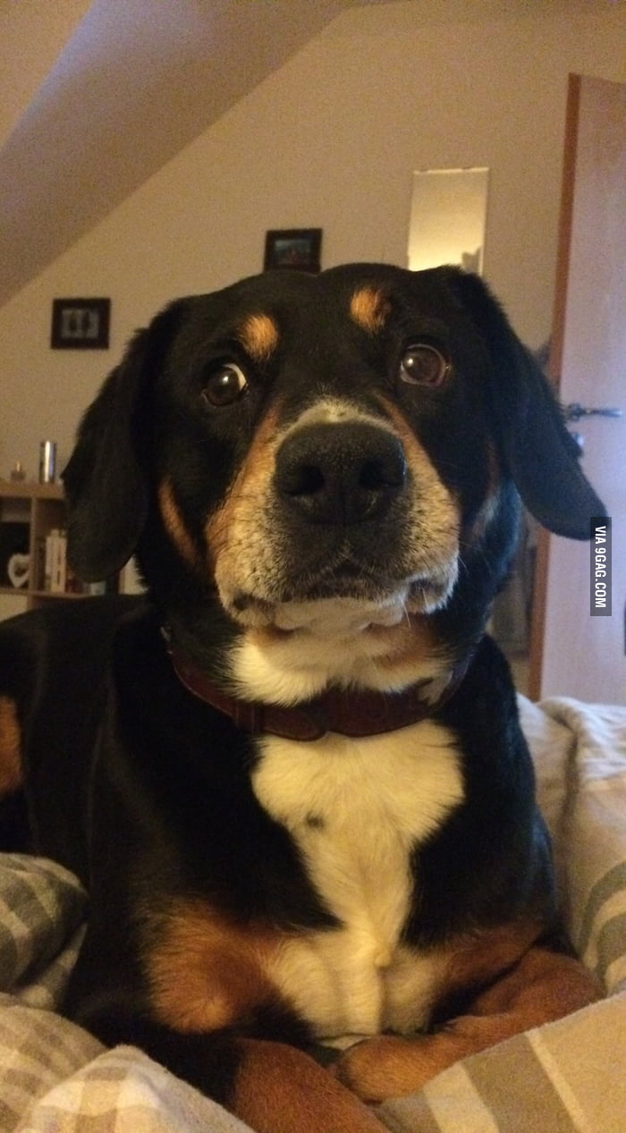 So my dog just gave me that look..like-WTF HUMAN?! - 9GAG
