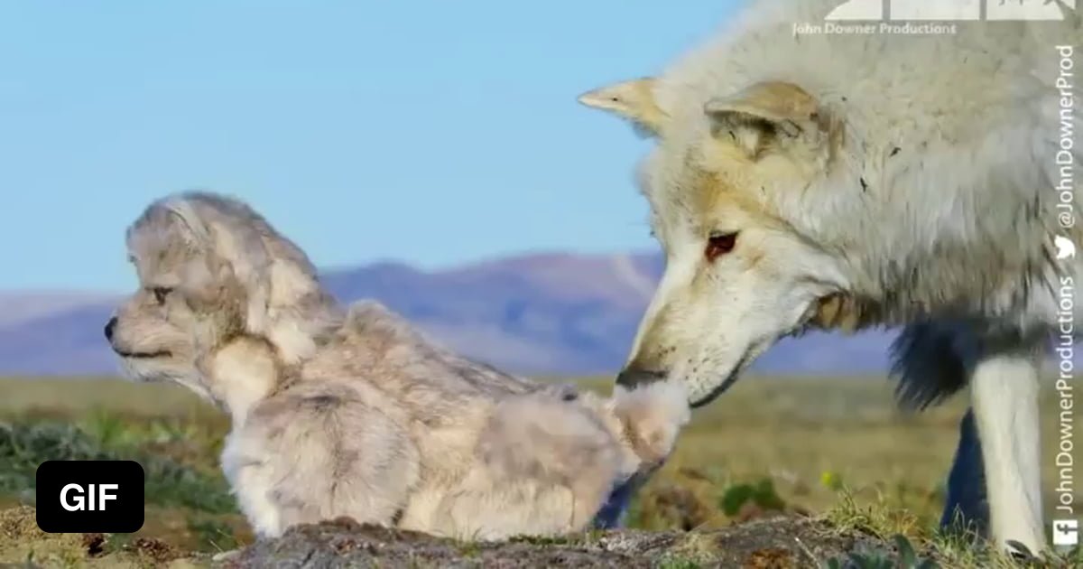 Momma wolf pees on robot wolf pup so that her cubs welcome it into the family - 9GAG