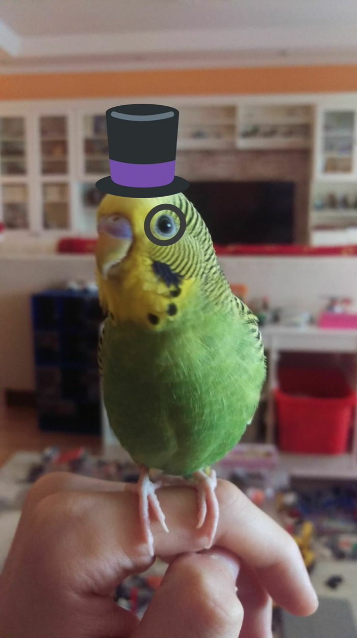 Fancy Birb - 9GAG