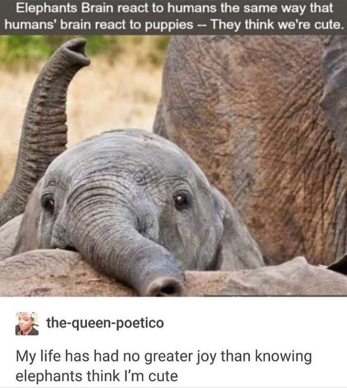 Elephant think Human are Cute! - 9GAG