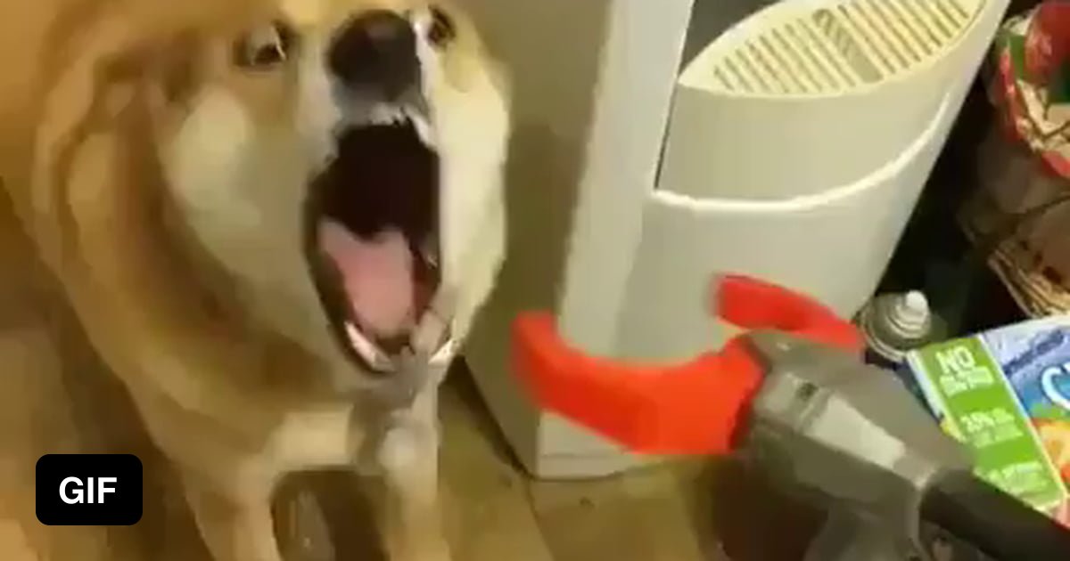 Fighting Doge - 9GAG