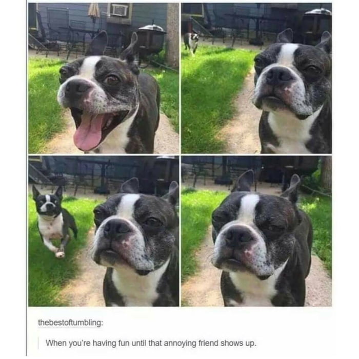 Savage doggo - 9GAG