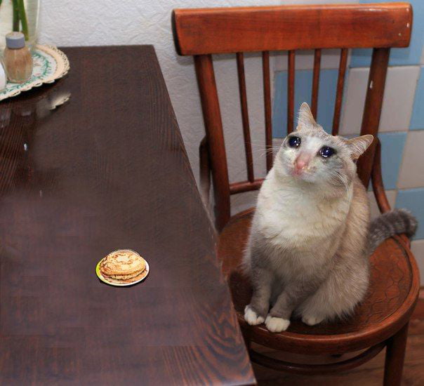 Sad Catto hours - 9GAG