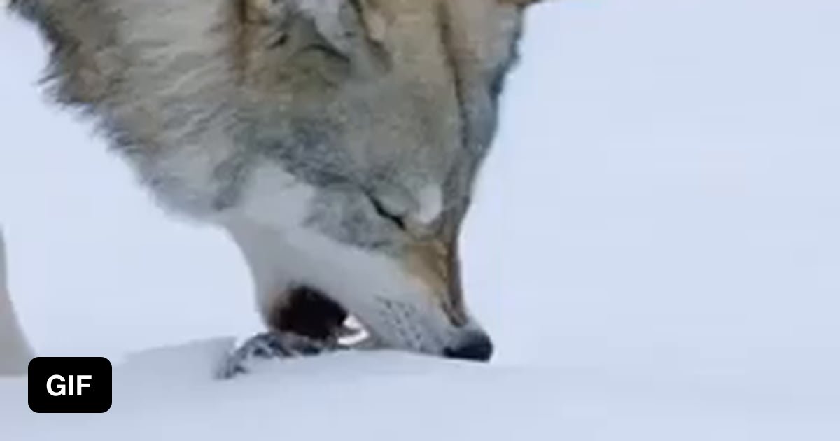 This wolf having fun with a stick - Taken by Bertie Gregory - 9GAG