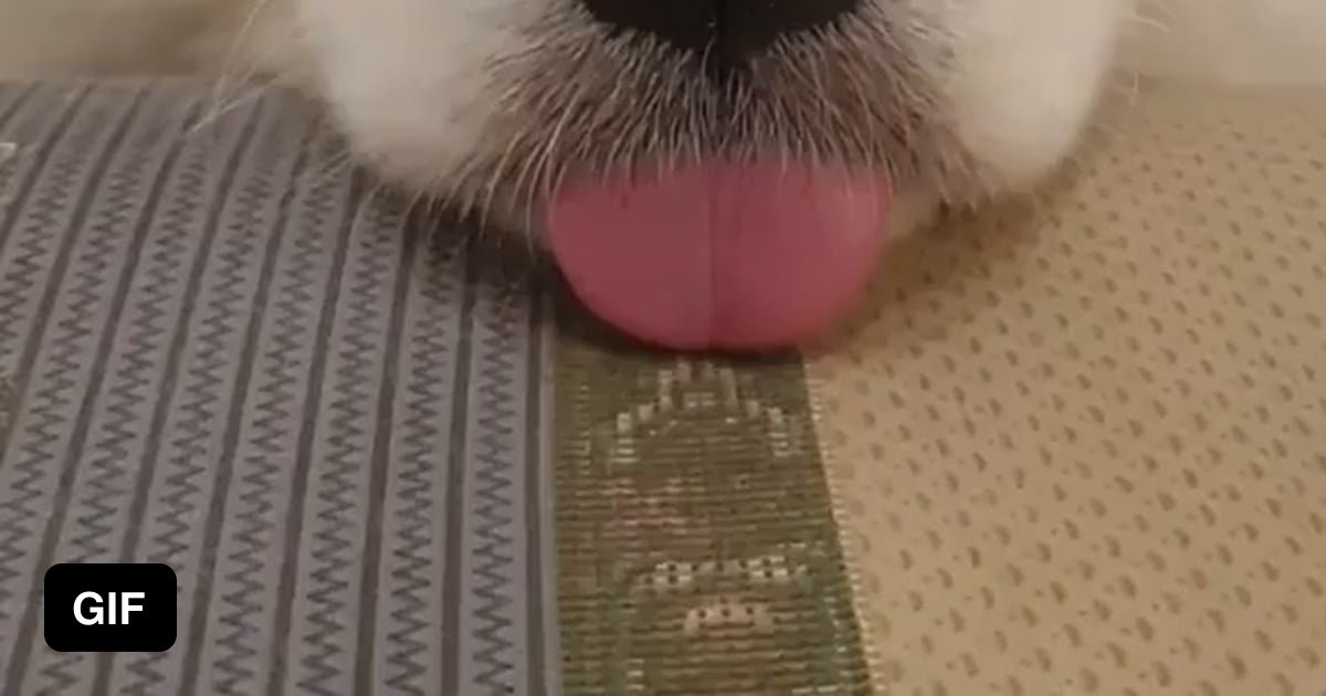 Blep - 9GAG