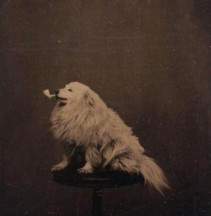 Dog with pipe in mouth (1875) - 9GAG