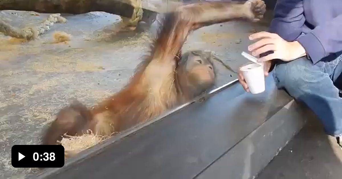 Monkey reacts to Magic - 9GAG