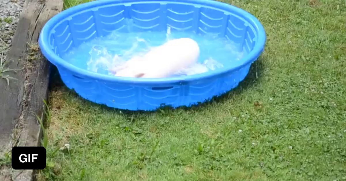 Pig playing in pool - 9GAG
