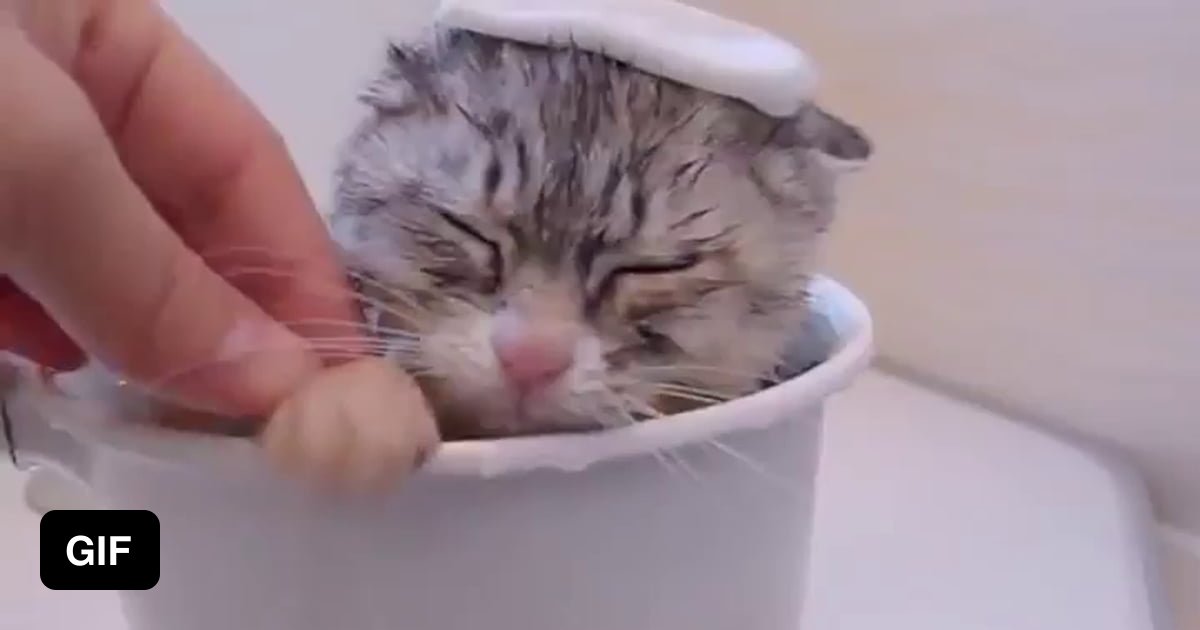 The itty bitty kitty in a cup - 9GAG