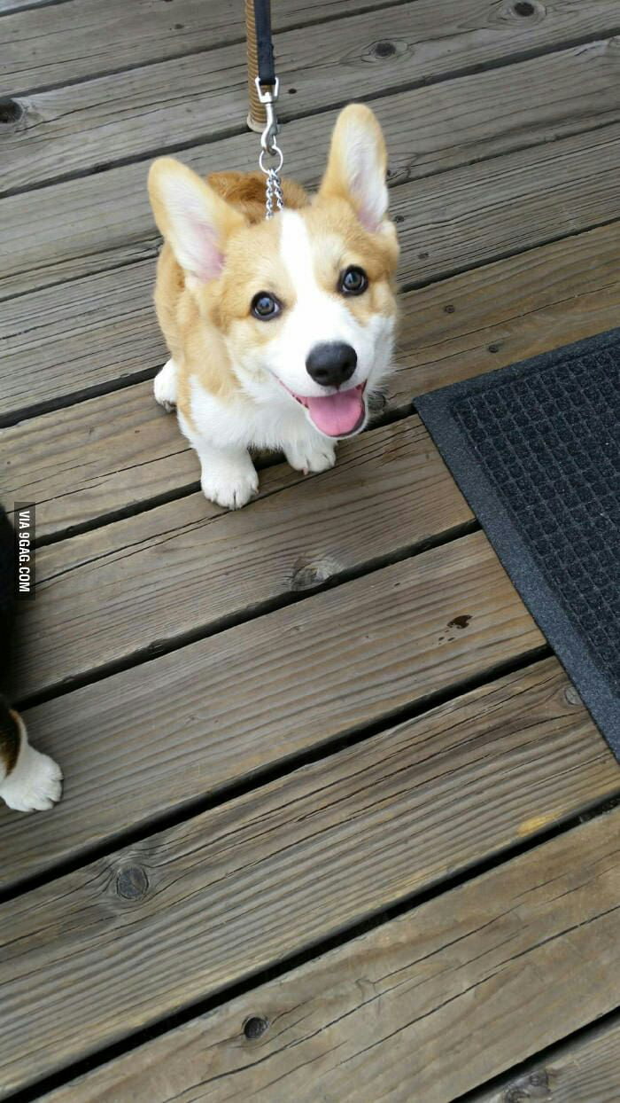 Thor the corgi. Thorgi. - 9GAG