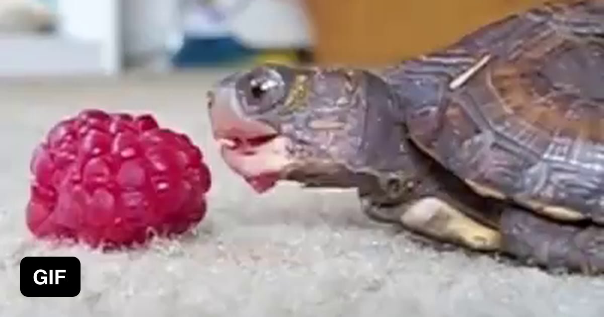 Baby turtle eating a raspberry is all you need in your life - 9GAG