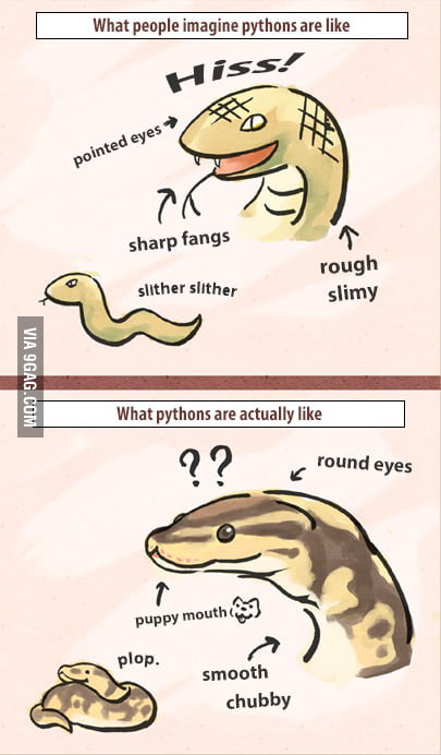 What pythons are really like - 9GAG