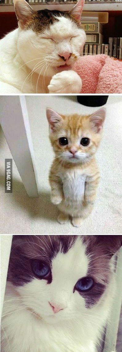 Normal cat, cute cat, beauty cat - 9GAG