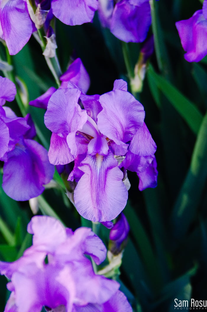 They call this a Bearded Iris...I dated a woman named Iris once... She ...