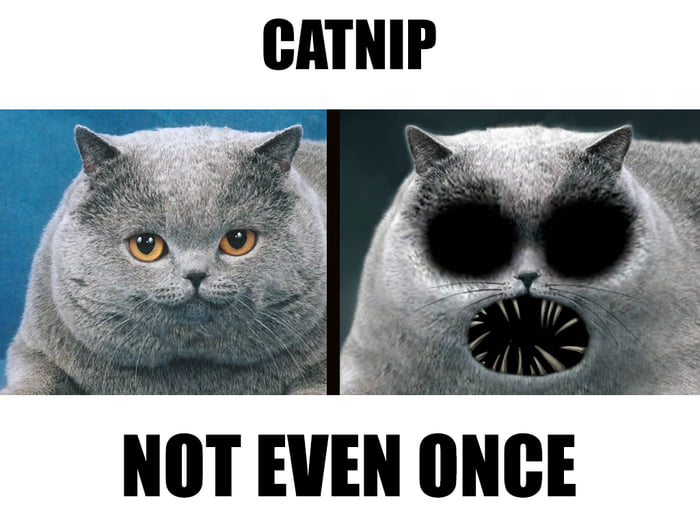 Kitty sure did have some marvelous misadventures. - 9GAG